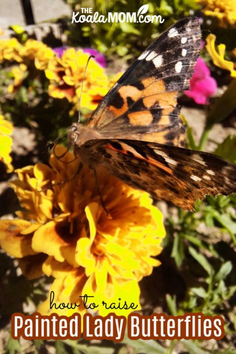 Raising Painted Lady Butterflies in Our Homeschool • The Koala Mom