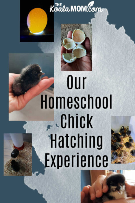 Our Homeschool Chick Hatching Experience • The Koala Mom