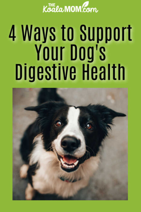 4 Ways to Support Your Dog's Digestive Health • The Koala Mom