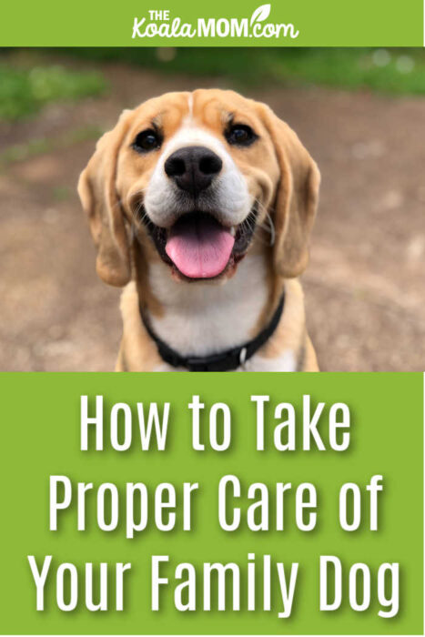 How to Take Proper Care of Your Family Dog • The Koala Mom