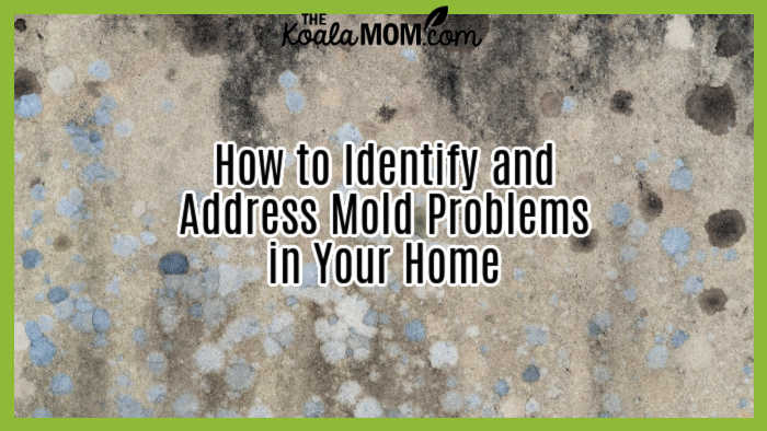How to Identify and Address Mold Problems in Your Home • The Koala Mom